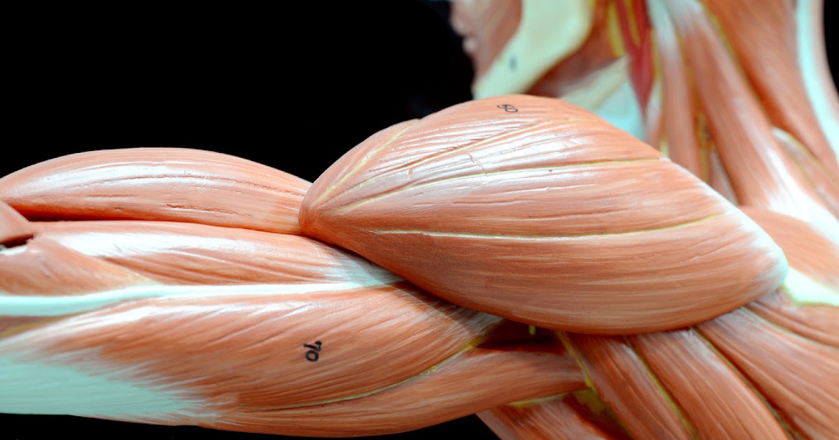 Overuse Connective Tissue Injuries: The Science