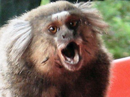 O cão que fuma...: Tudo é Carnaval - O “MICO” de uma nomeação