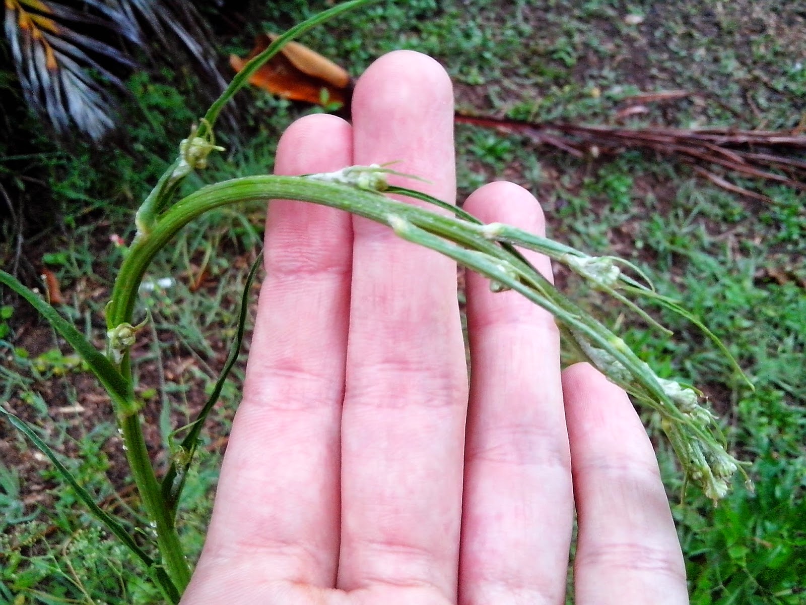 .: Falso dente de leão, radite, almeirão caipira, almeirão do mato