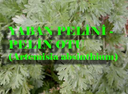 Pelin Otu (Artemisia Absinthium)