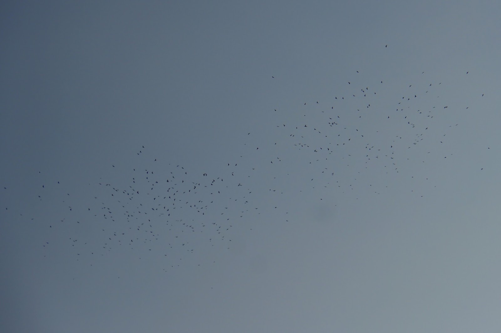 Johnson's bromeliads & falconry: Accipiter soloensis (Chinese sparrowhawk)