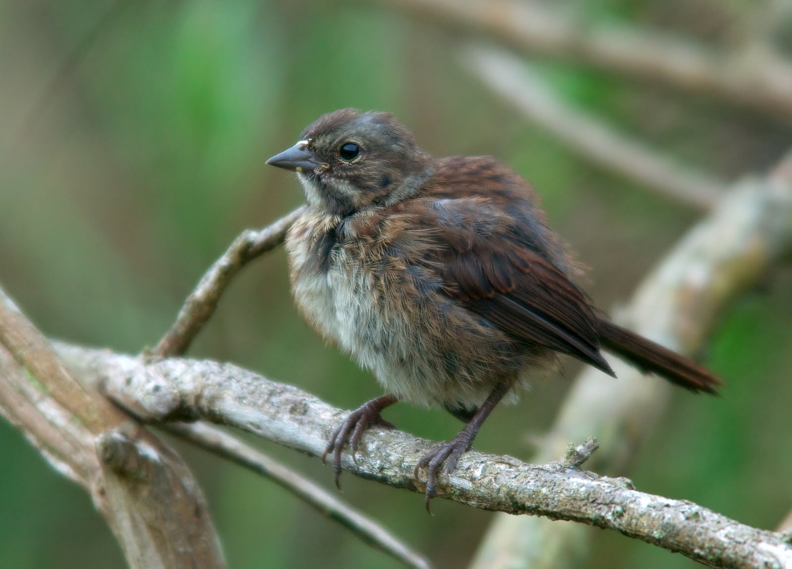 NW Bird Blog: Song Sparrow - Juvenile