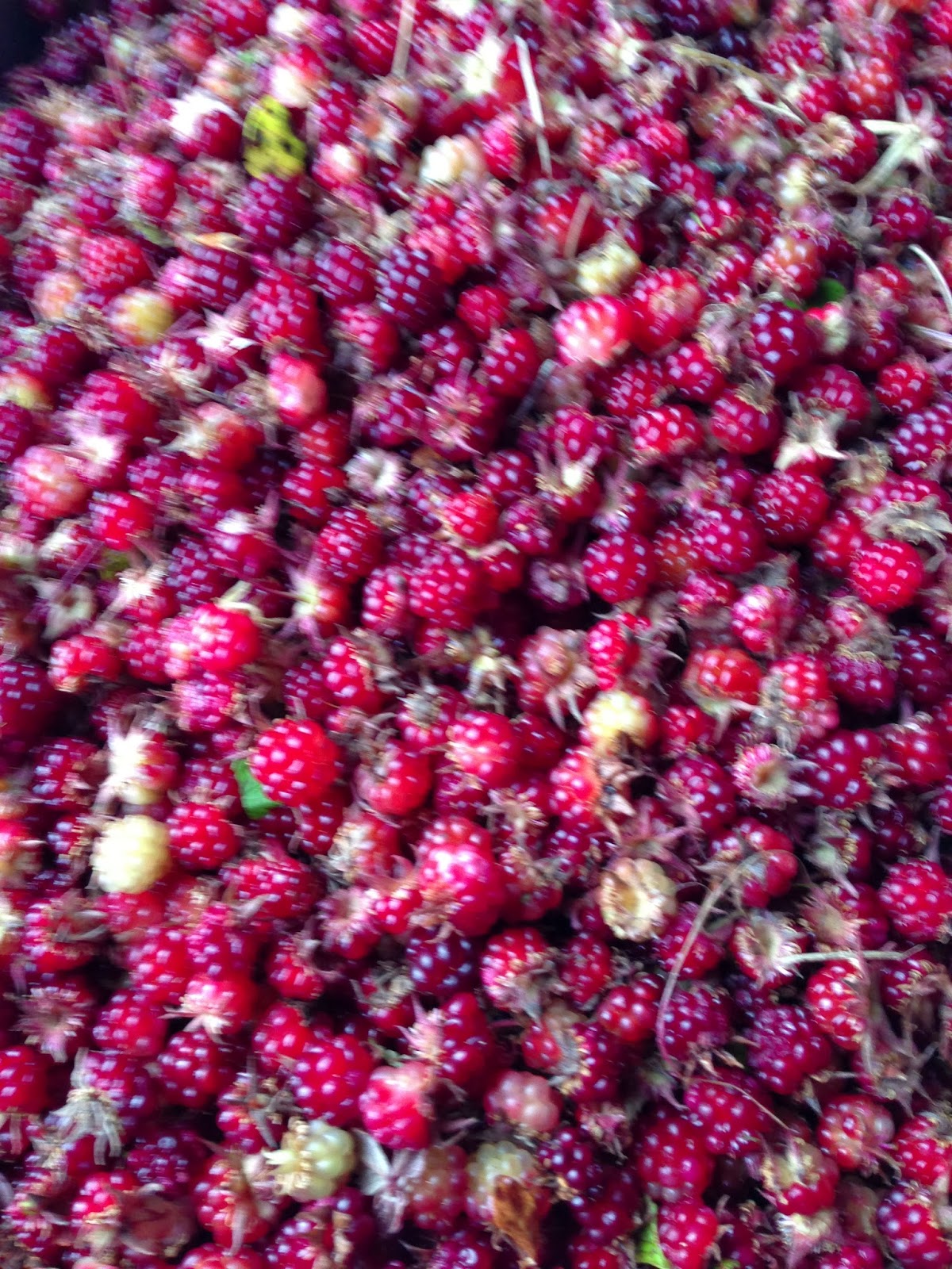 Nome, Alaska: How Does Your Garden Grow in Nome, Alaska?