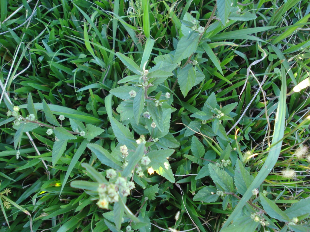 Sustentabilidade Comunitária: A Guanxuma