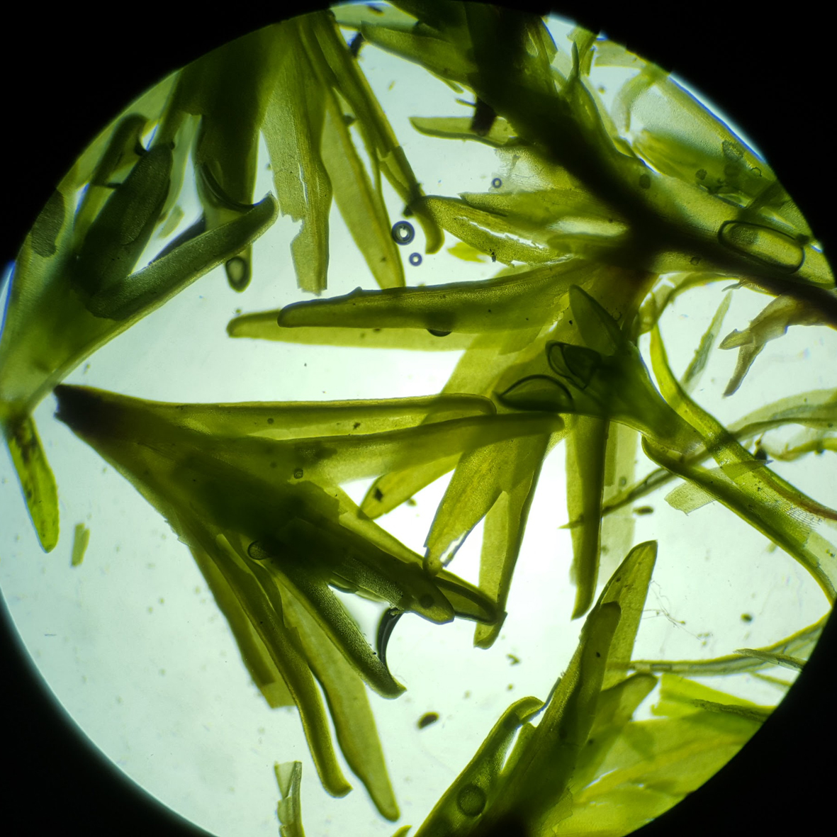 South Wales Bryophytes: Barry in Barry