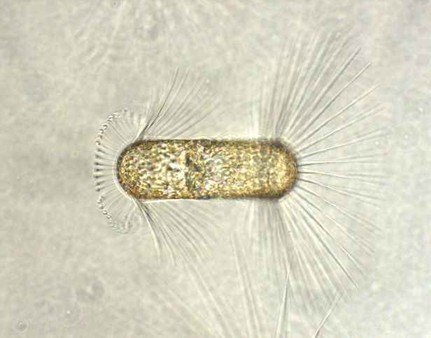 Variety of Life: Diatomea