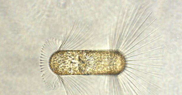 Variety of Life: Diatomea