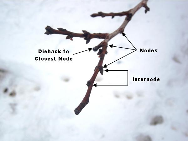 What are Nodes and Internodes?