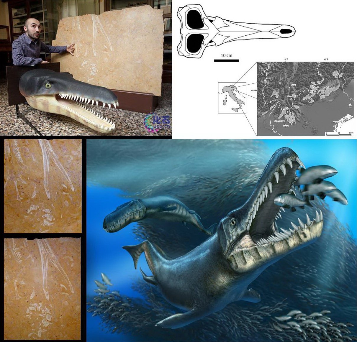 Species New to Science: [Palaeontology • 2011] Neptunidraco ammoniticus ...