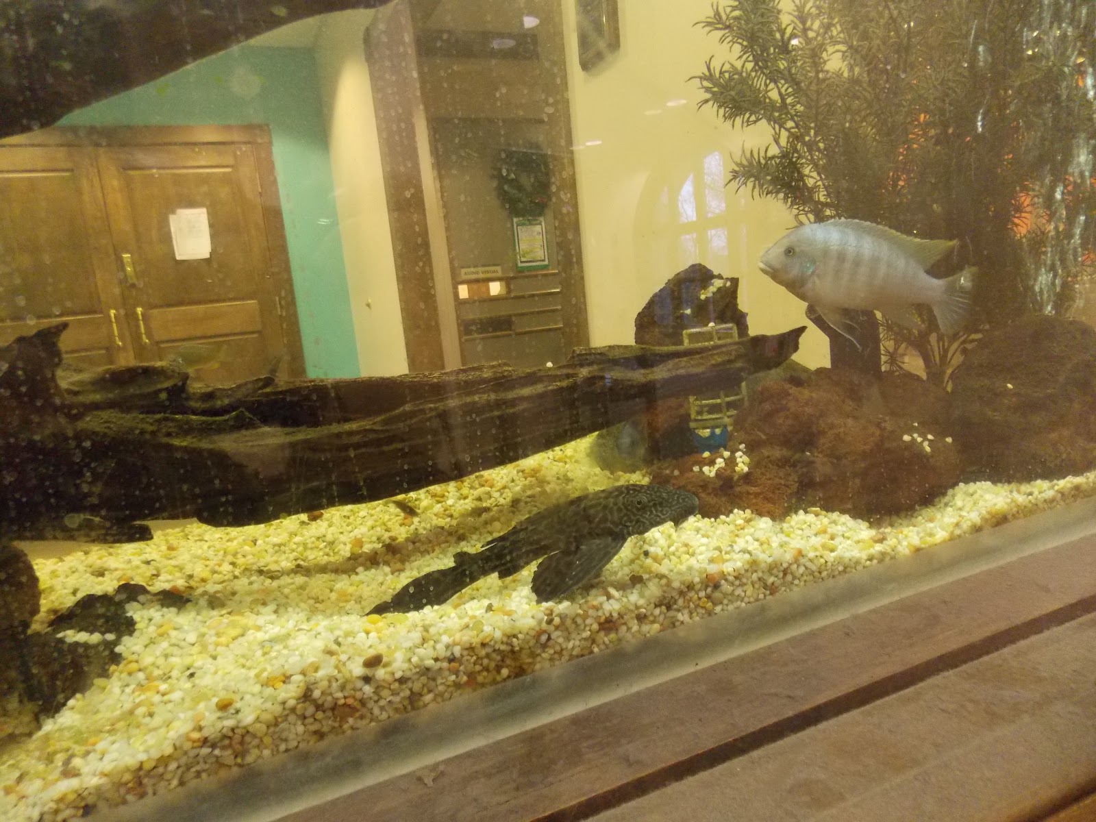 Hussey-Mayfield Memorial Public Library of Zionsville Indiana: I spy at ...