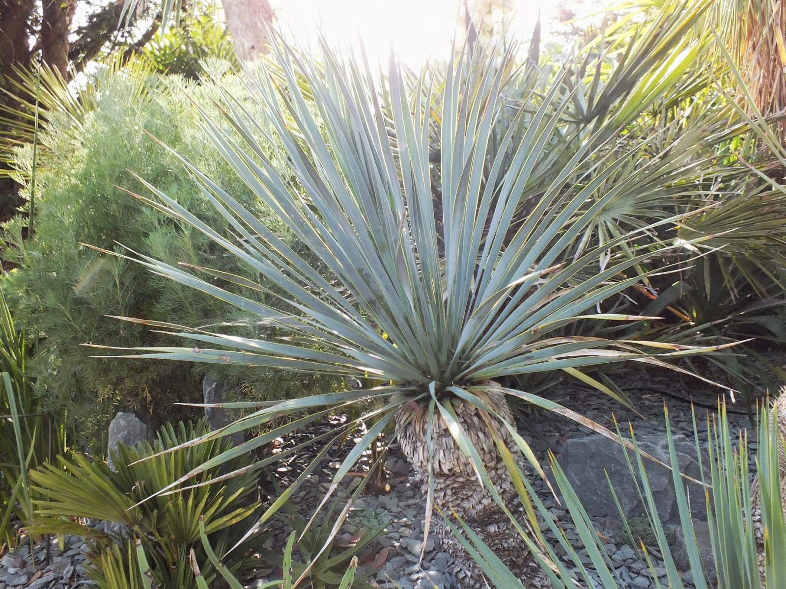 Alternative Eden Exotic Garden: The Other Blue Yucca