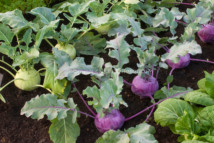 Seminte si plante de gradina hobby: Gulie