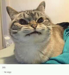 New cat memes compilation 2018