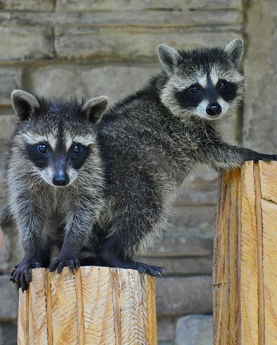 RAKUNI ( RACCOON ),predivni i nestašni rakuni uveseljavaju nas svojim ...