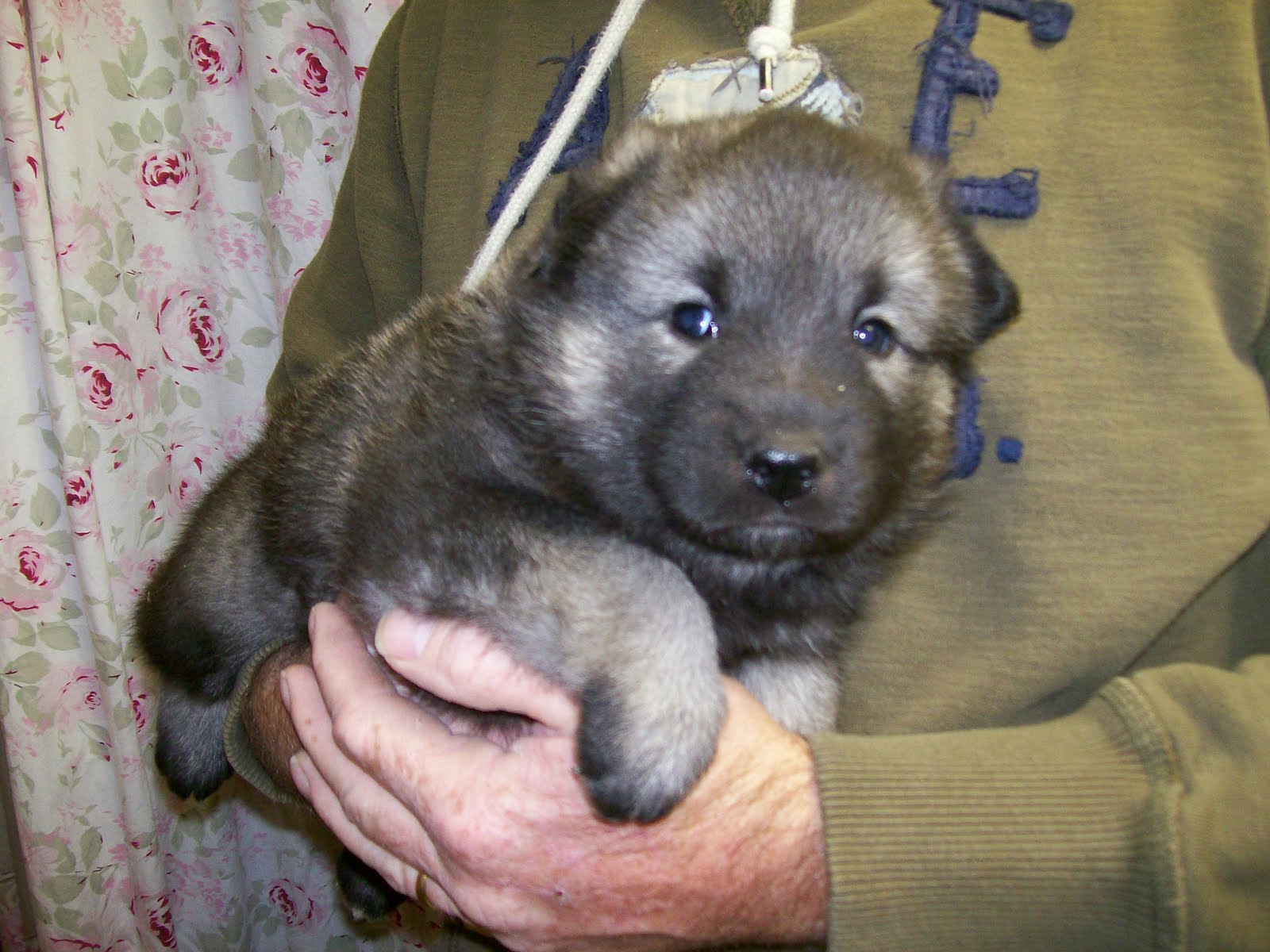 For The Love Of Norwegian Elkhounds: Elkhound Puppies For Sale 4 Weeks Old