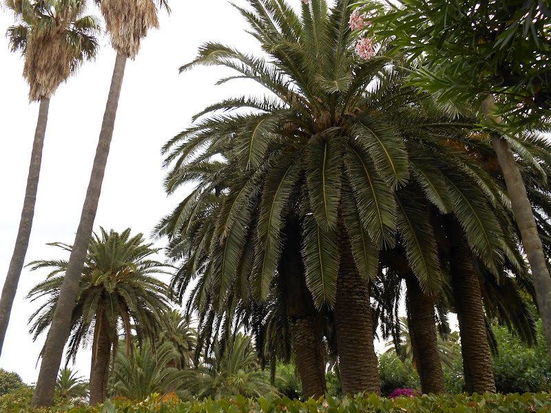 A Garden in Capri: Palm groves along Capri's Via Camerelle
