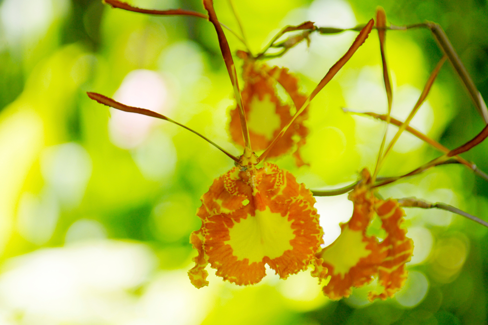 Psychopsis orchid plant care and culture | Travaldo's blog