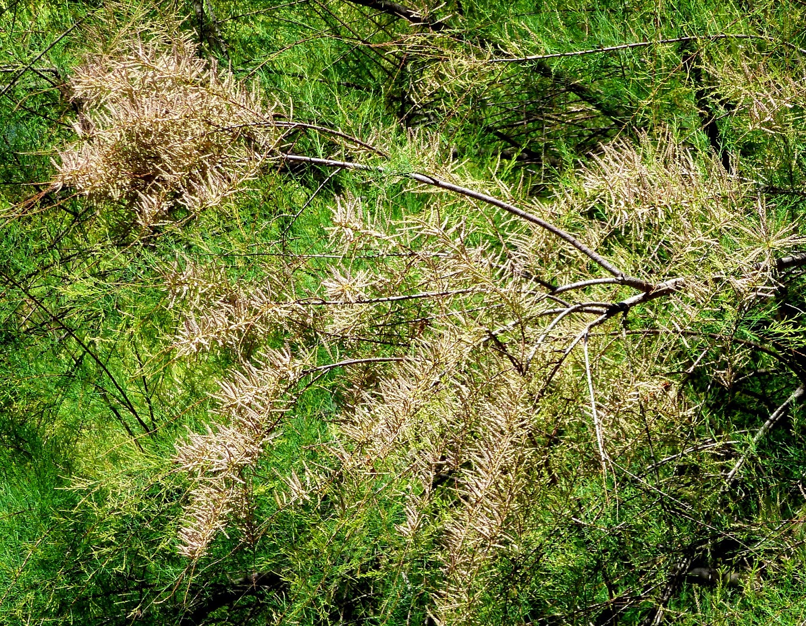 Árboles con alma: Tamarisco. Tamariu. (Tamarix gallica)
