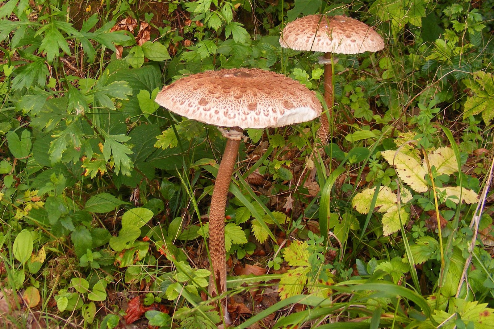 CSODAUTAK: Nagy őzlábgomba (Macrolepiota procera)
