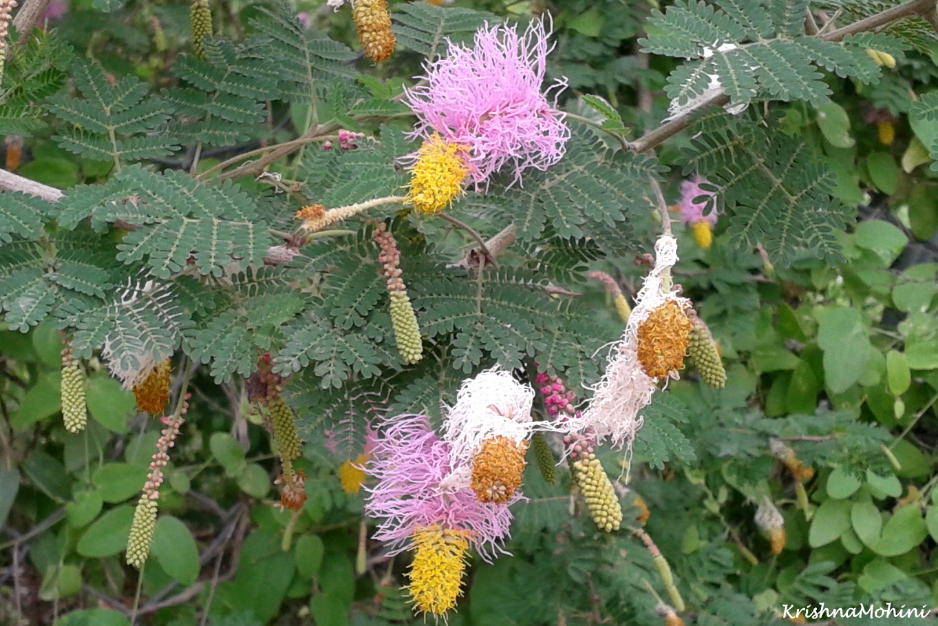 Flowers: Sickle bush