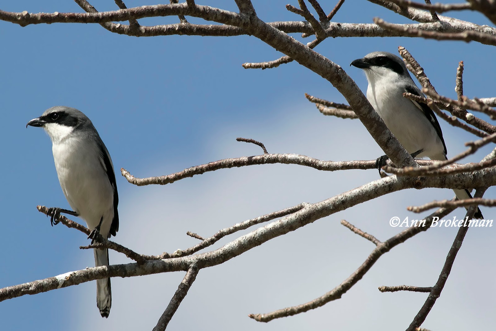 Ann Brokelman Photography: Loggerhead Shrike in florida