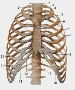 Maha äng!: Cartilago costalis, arcus costalis, processus xiphoideus jt.