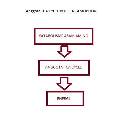NaturalHerbBloggs: Biokimia Siklus asam sitrat ( TCA )