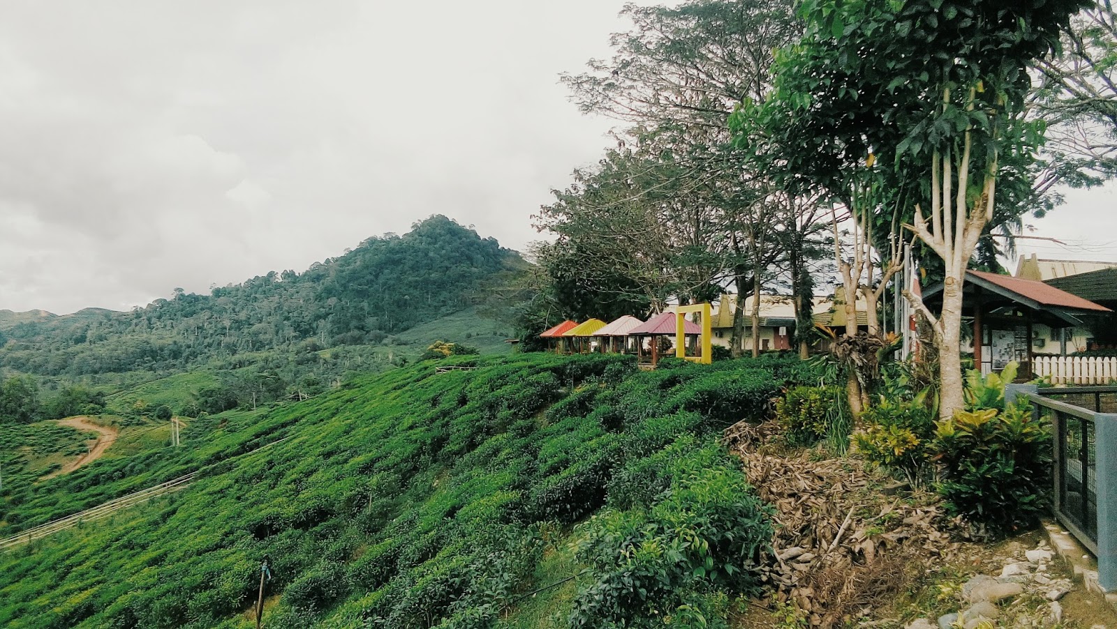 NAN: Sabah Tea Ranau - Explore Sabah