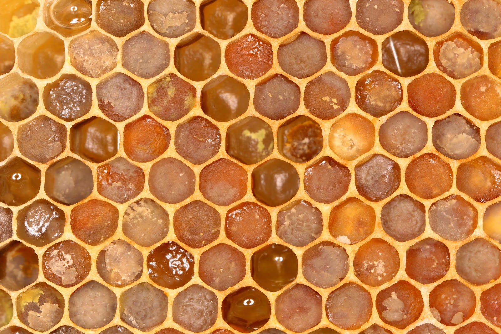 TrogTrogBee: Summer pollen colours