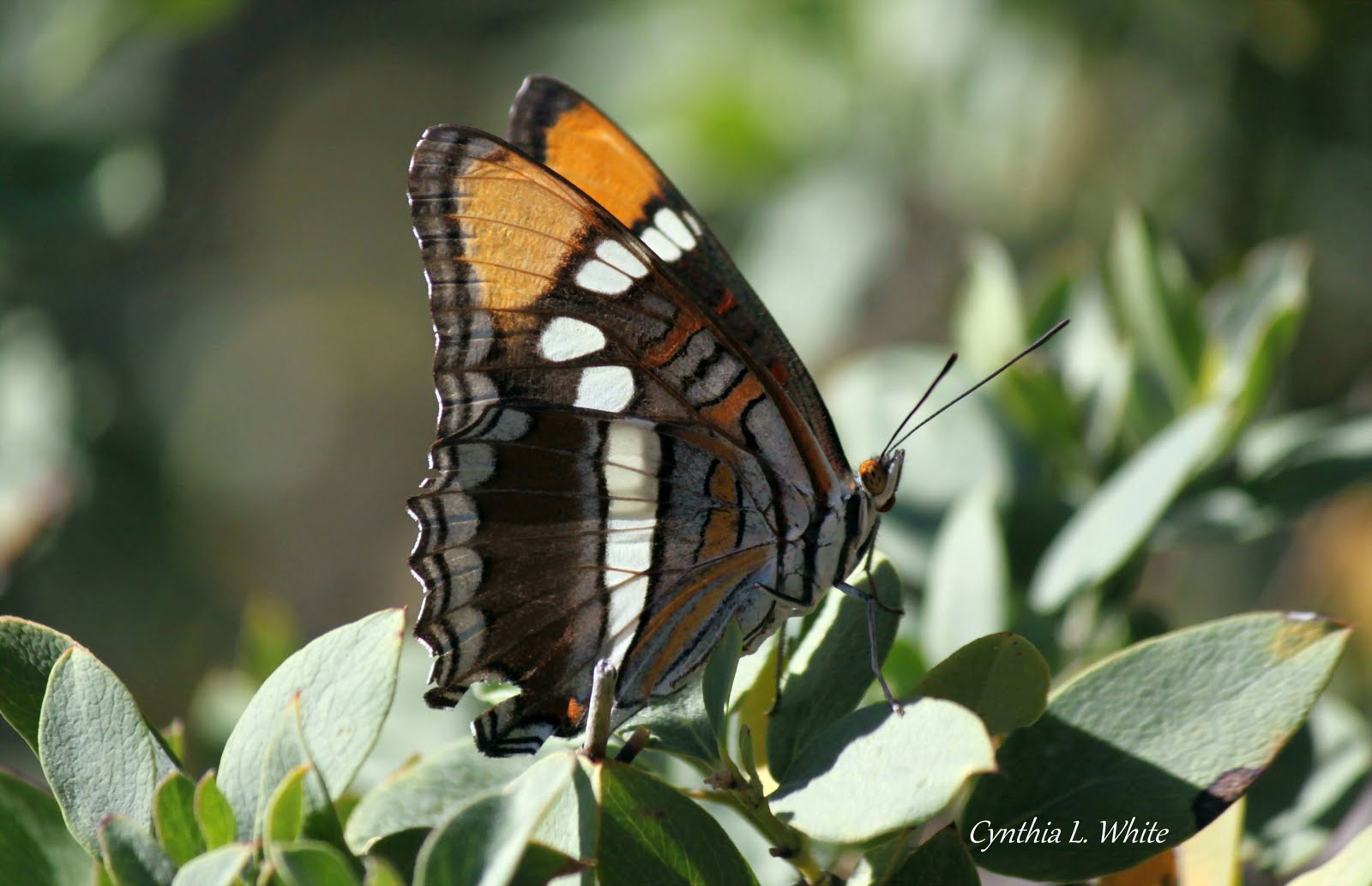 Preskittgurl: Four Western Butterflies