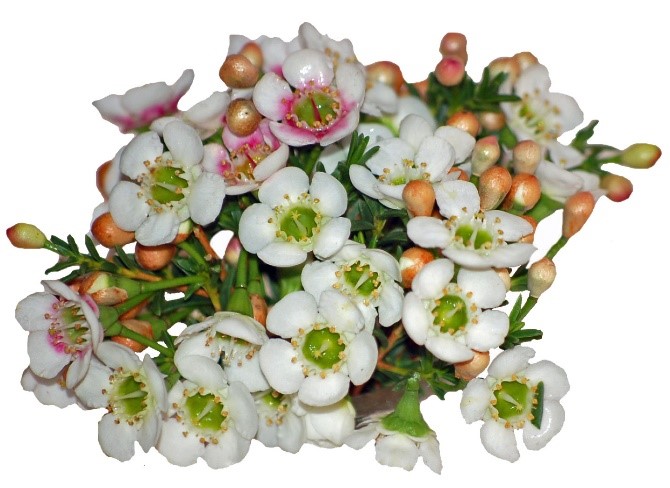 A Passion for Flowers: Tis the Season: Waxflower