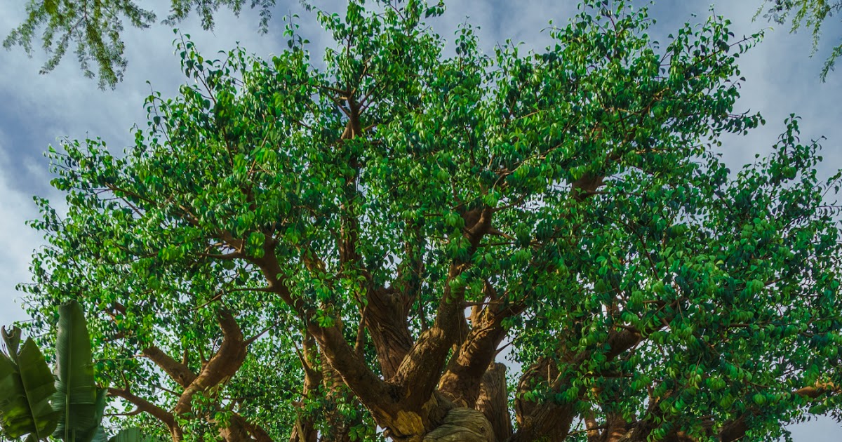 Capturing Disney: The Majestic Tree of Life