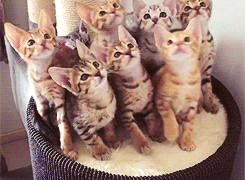 Funny cats - part 83 (40 pics + 10 gifs) | Amazing Creatures