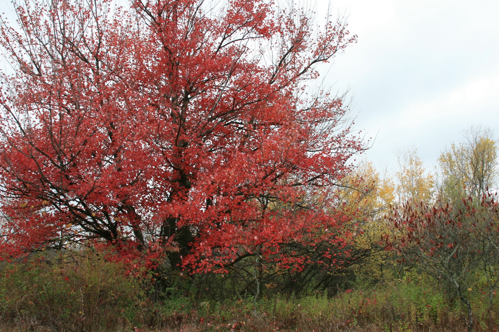 Isabella Conservation District Environmental Education Program: Mid ...