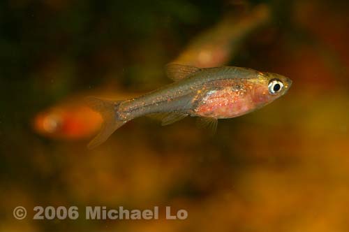 ZA FISH ACTION: Axelrod Rasbora (Sundadanio axelrodi ), Si Penguak Mini ...