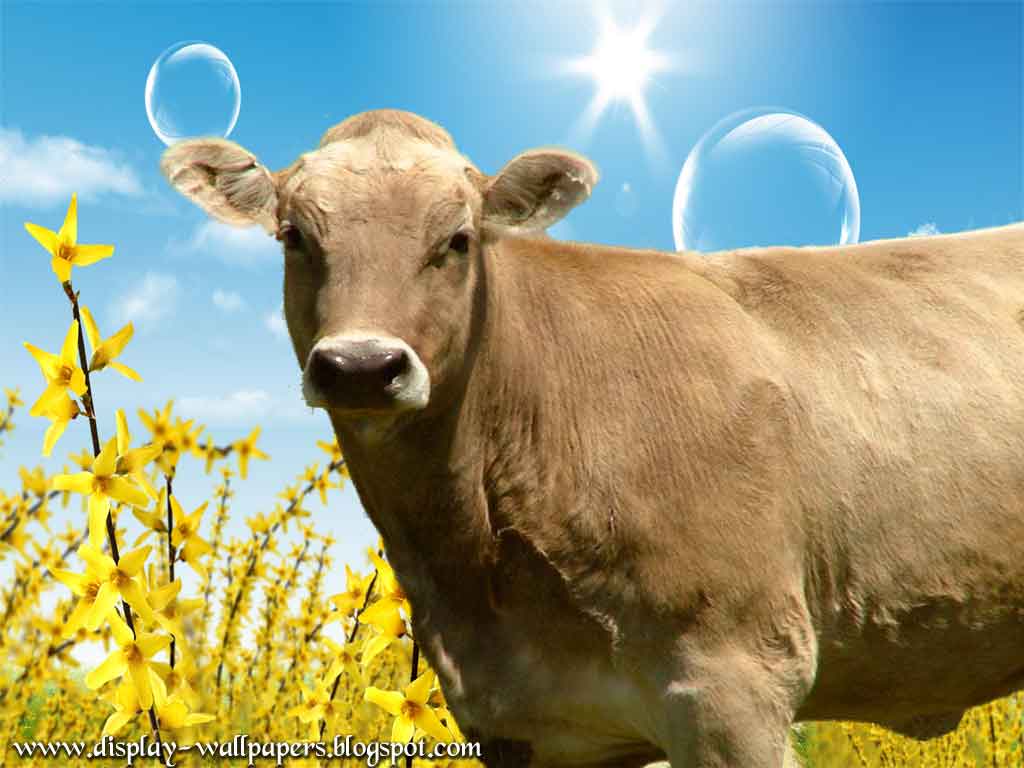 best hd wallpapers for ipad: Cow Latest Wallpapers 2013