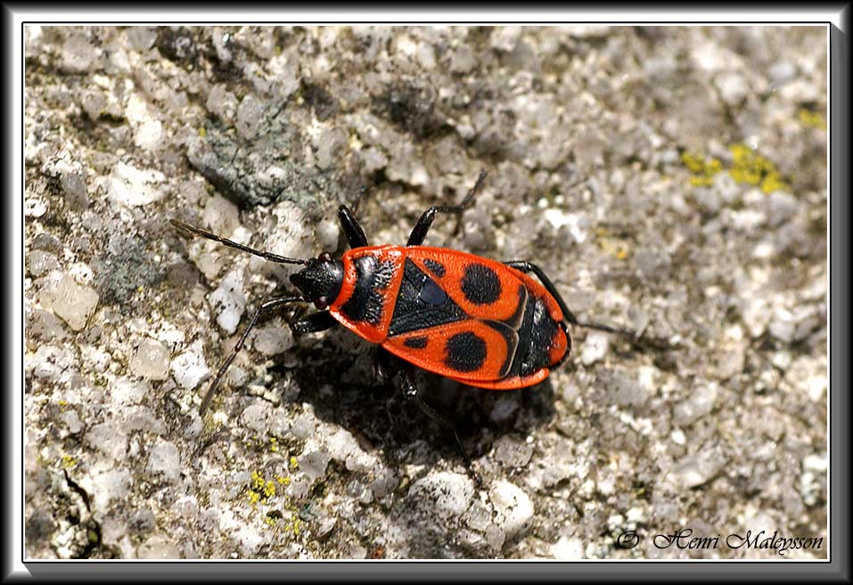Photos araignées insectes fleurs henri maleysson: Gendarmes et punaises ...