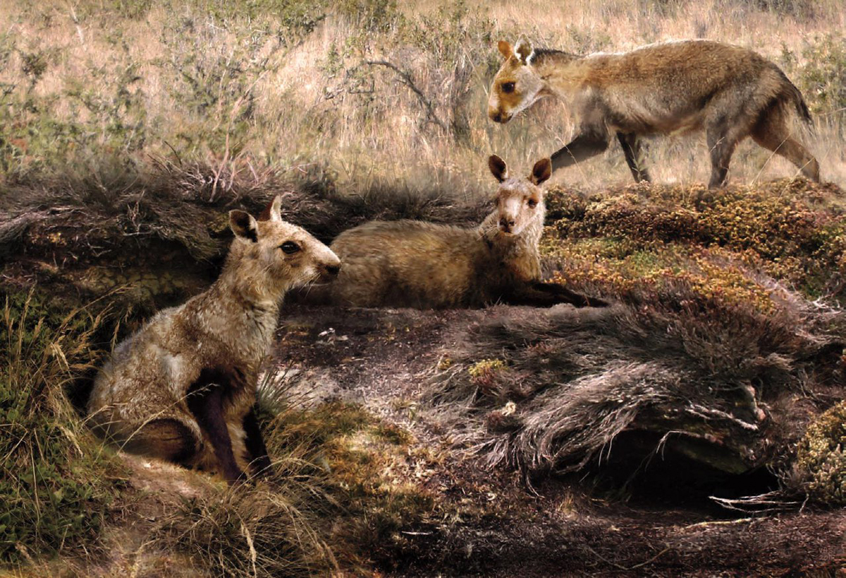 The Magic cafe: Исчезнувшая Южная Америка Велизара Симеоновски. Часть I ...