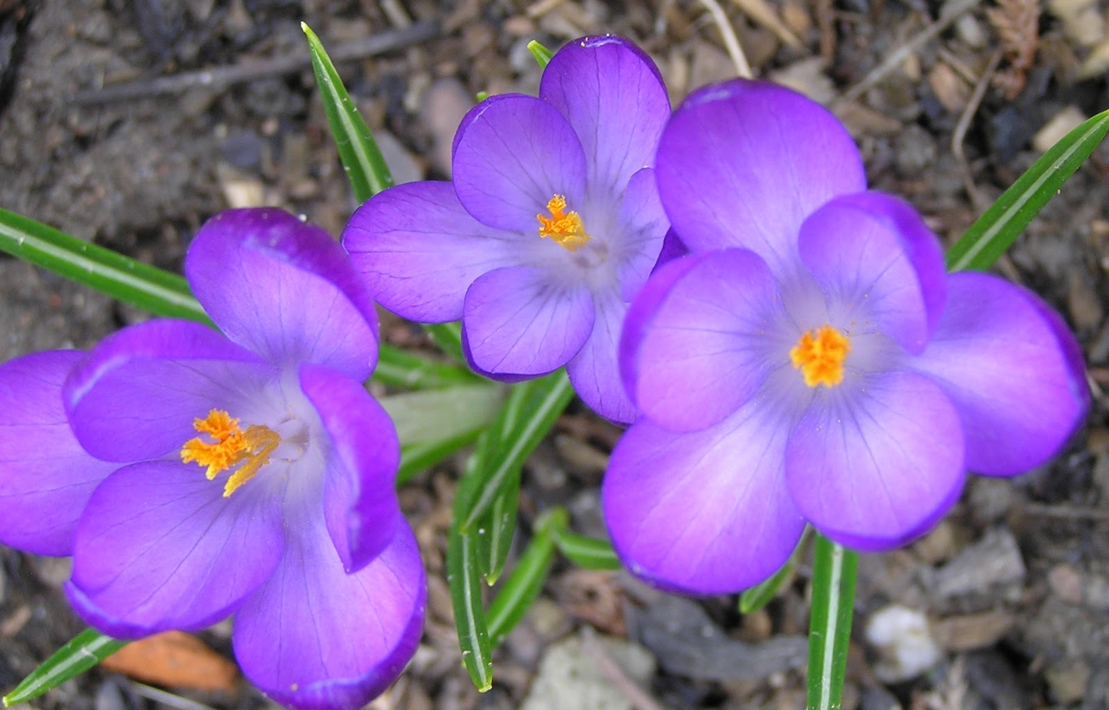 Dotyk natury: Pierwsze wiosenne kwiaty