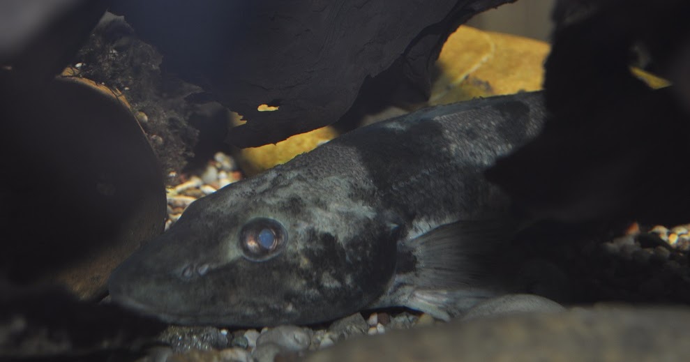 ZOOTOGRAFIANDO (5.836 ANIMALS): ZINGEL / ZINGEL (Zingel zingel)