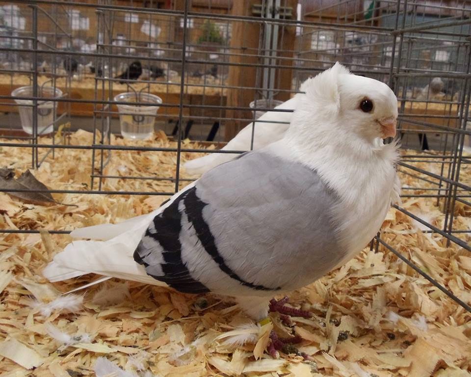 Fancy Pigeon Breeds: May 2014