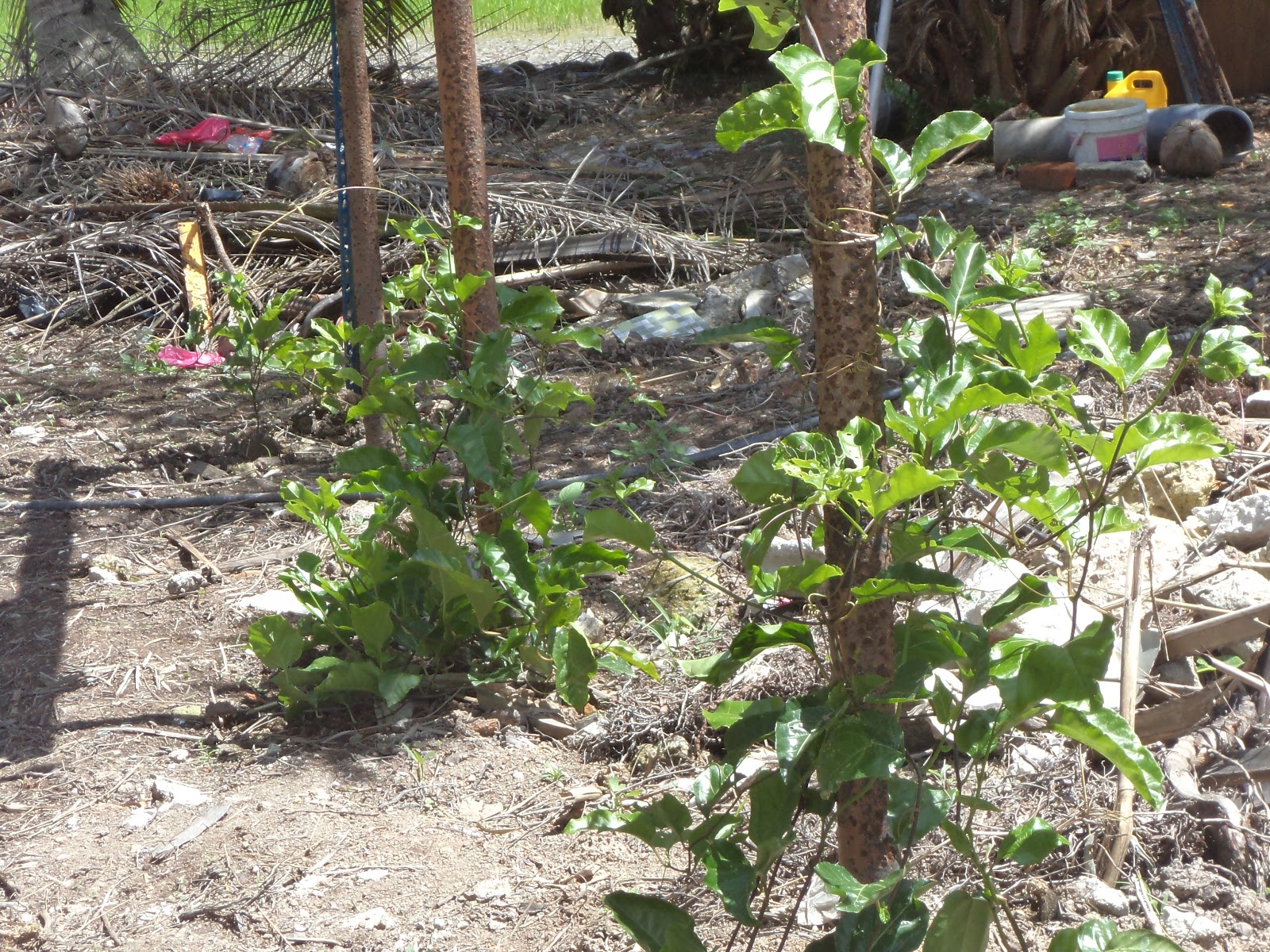 anaklaut: TANAMAN MARKISA DI HALAMAN RUMAH