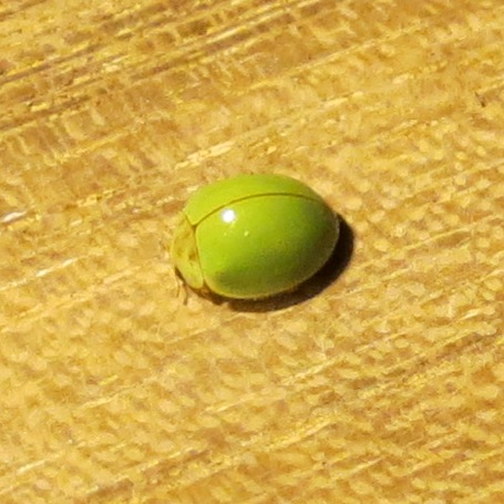 Hiking Curaçao - Flora and Fauna: lady beetle Cycloneda devestita