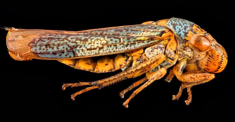 The Flying Tortoise: The Most Amazing Detailed Close Up Photo Images Of ...