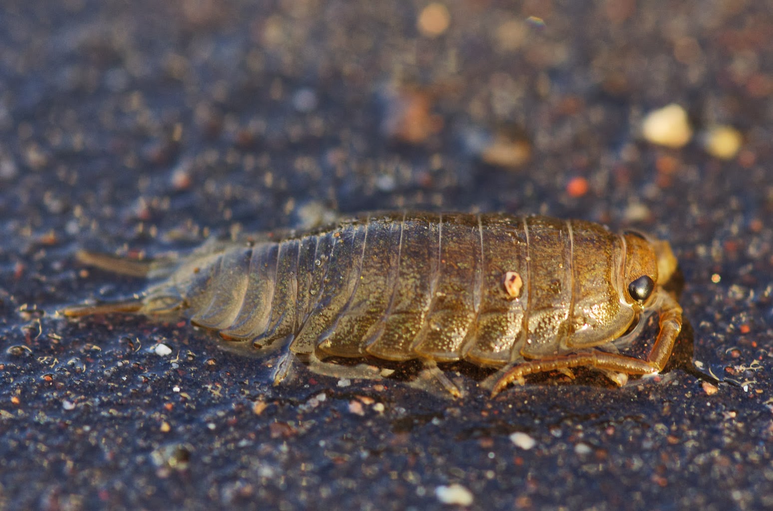 Wildeep's Illuminations: Oh, Unfortunate Sea Slater