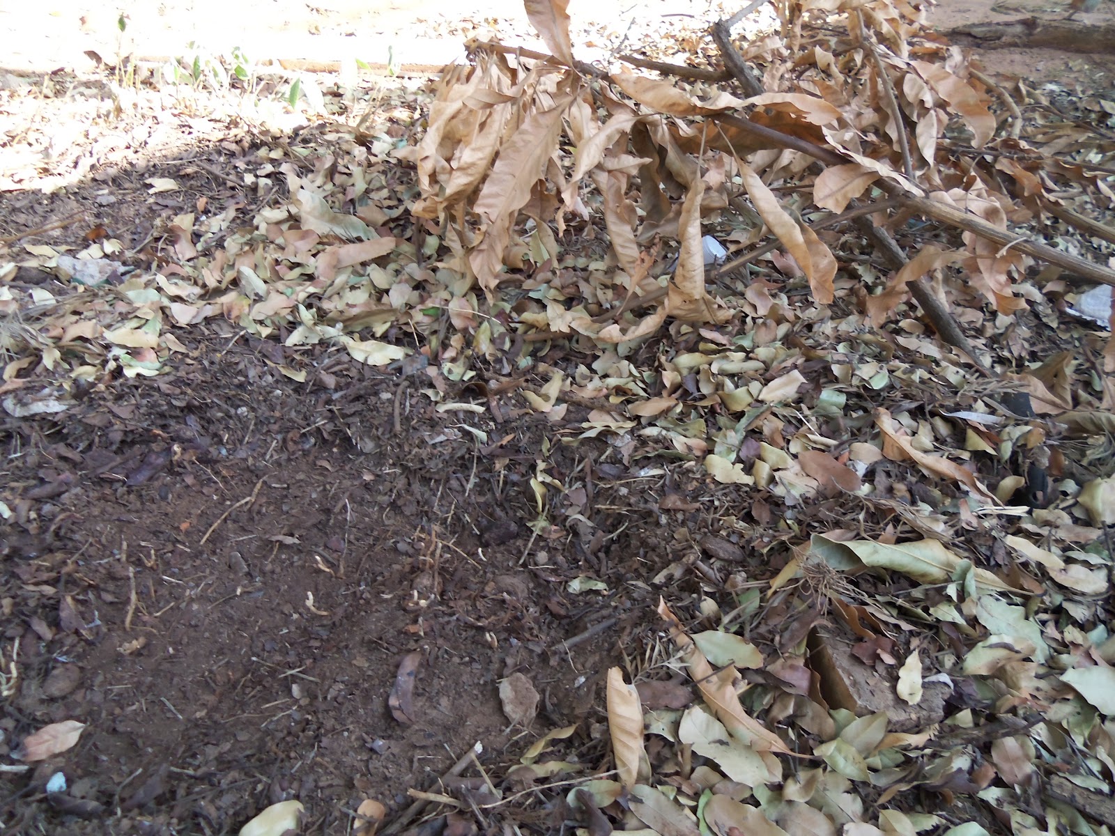 Compostagem e Educação Ambiental: Compostagem- processo natural.
