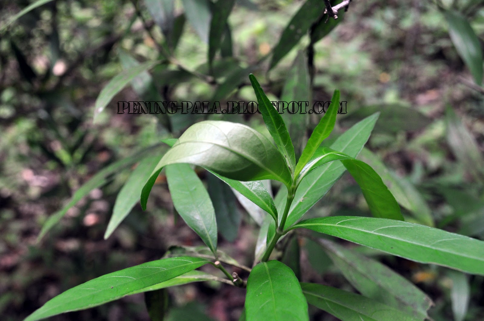 Hikayat Budak Pening: pokok untuk halau setan