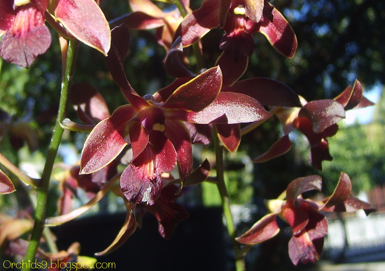 Orchids Flowers Pictures Bulbophyllum Vanda Cattleya Cymbidium ...