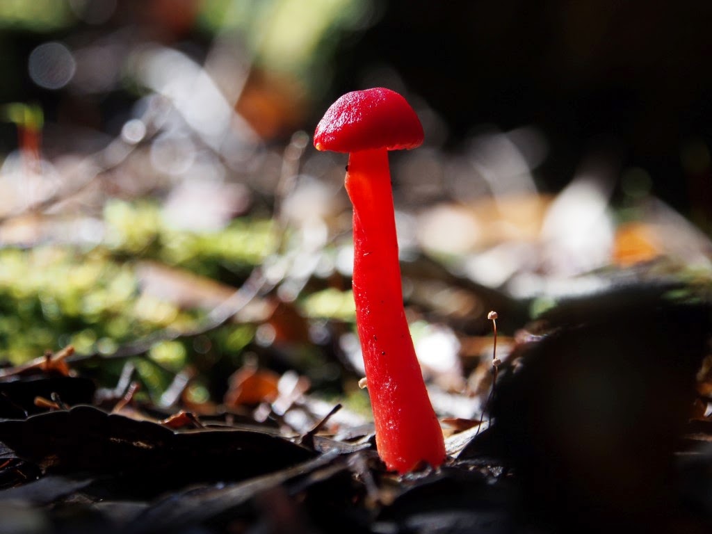 Thirty-Four Tetras: Winterbrook Falls and Black Bluff