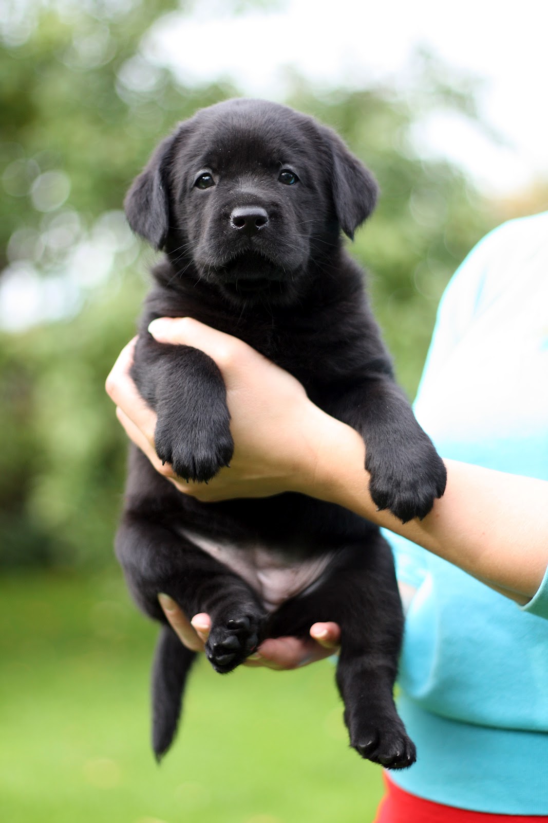 Of course it's all luck...: Labradori beebid...